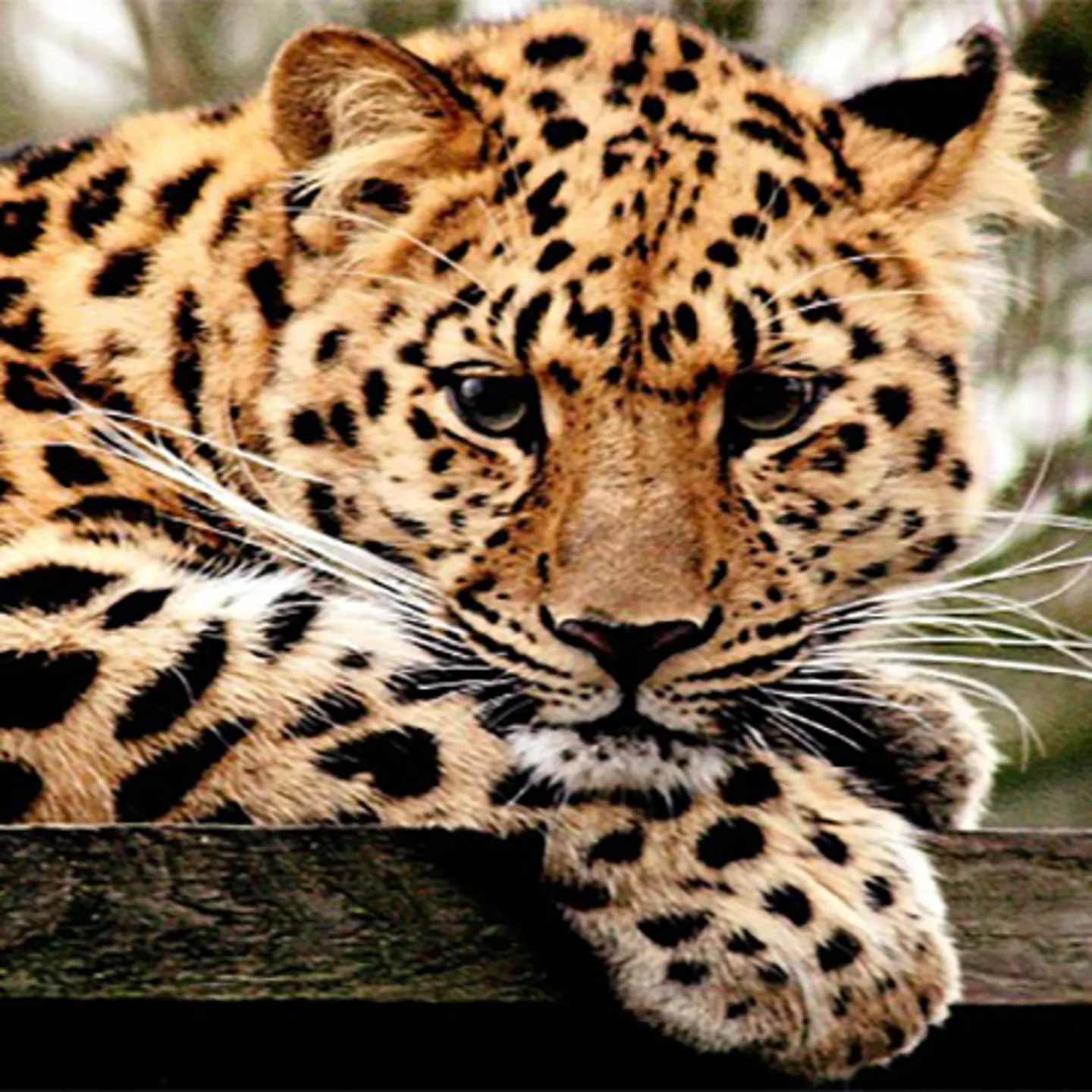 Korkeasaari Zoo - Fazer Group