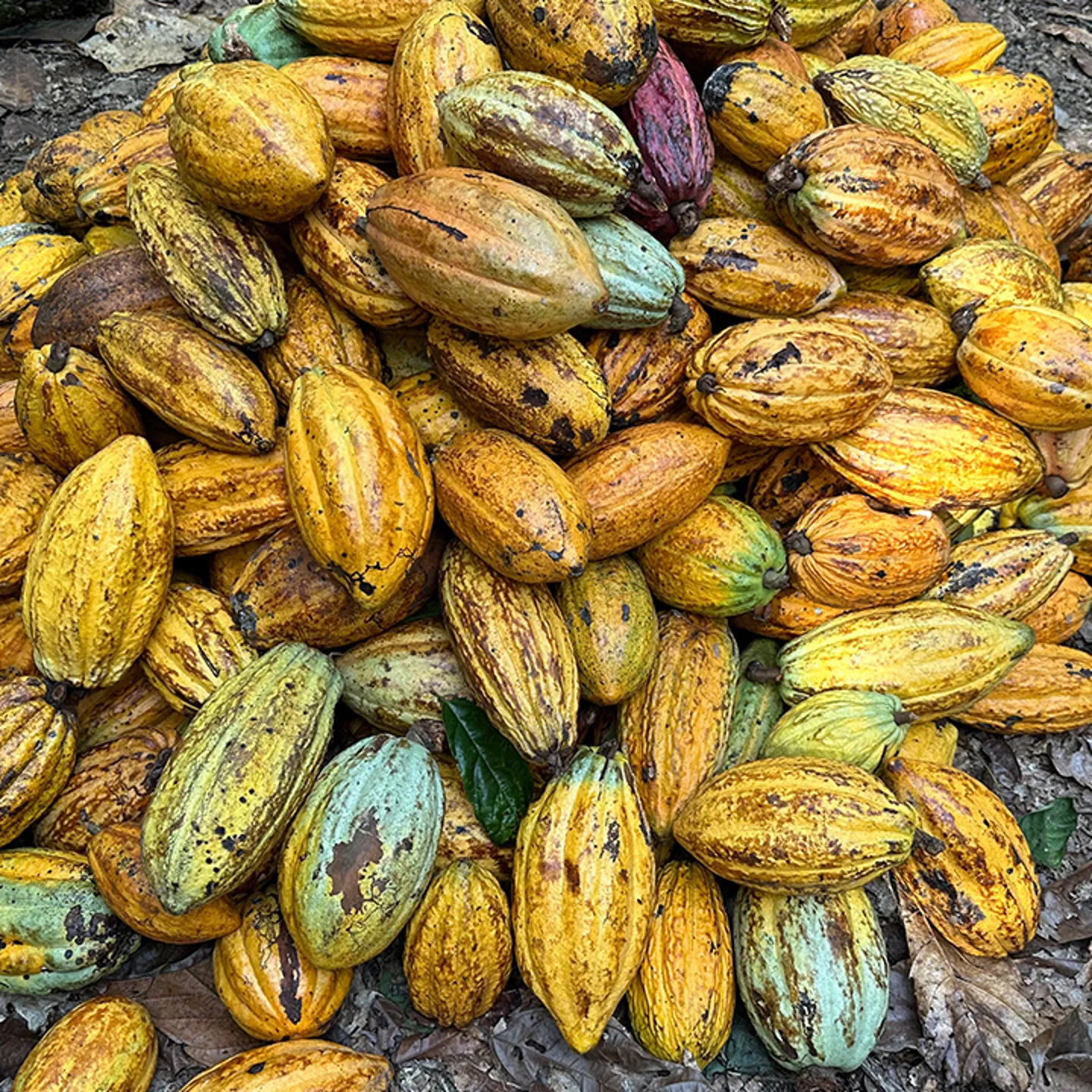 Child labour Monitoring and Remediation (CLMRS) in Fazer’s cocoa ...