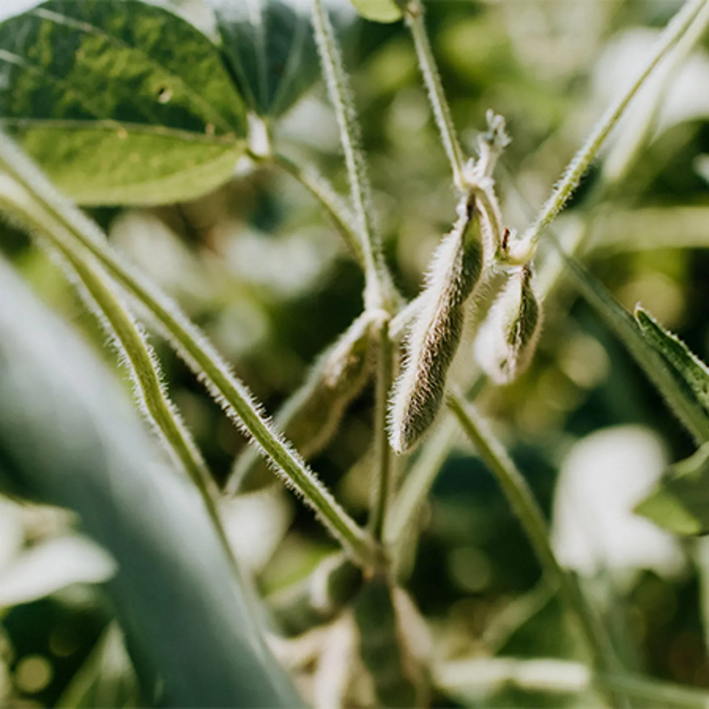 Sustainable soy, fish, and seafood - Fazer Group